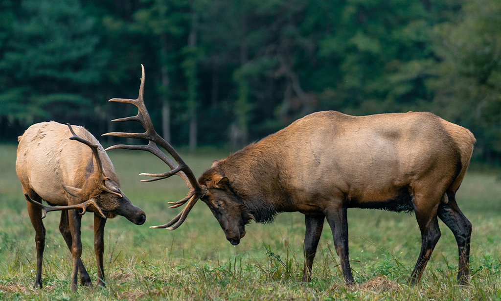 It's a Stampede! Scary Moment for These Golfers - Daily Divots