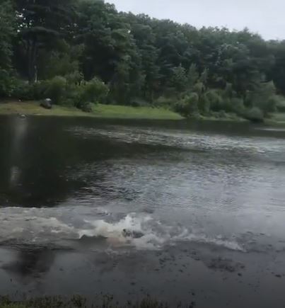 Give Up - Daily Divots | Funny Golf Video of the Week