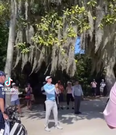 Tree Ball - Daily Divots